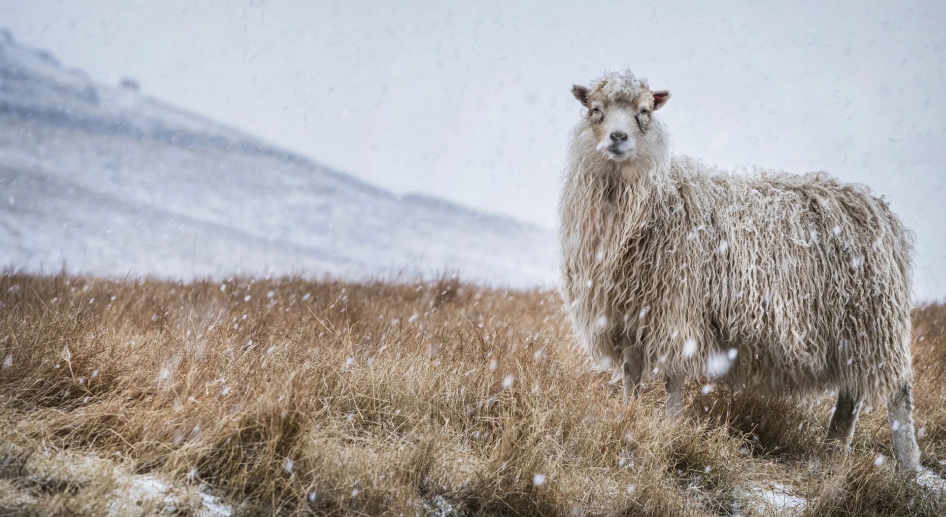Not just any wool | Fjällräven Australia